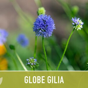 Globe Gilia Flower Seeds - Thimble Flower, Heirloom, Native Wildflower ...