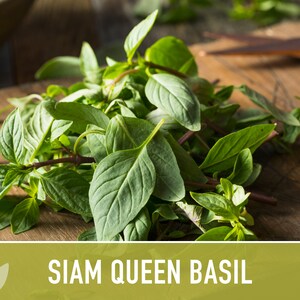 Siam Queen Basil Seeds - Thai Basil, Heirloom Seeds, Medicinal Herb ...