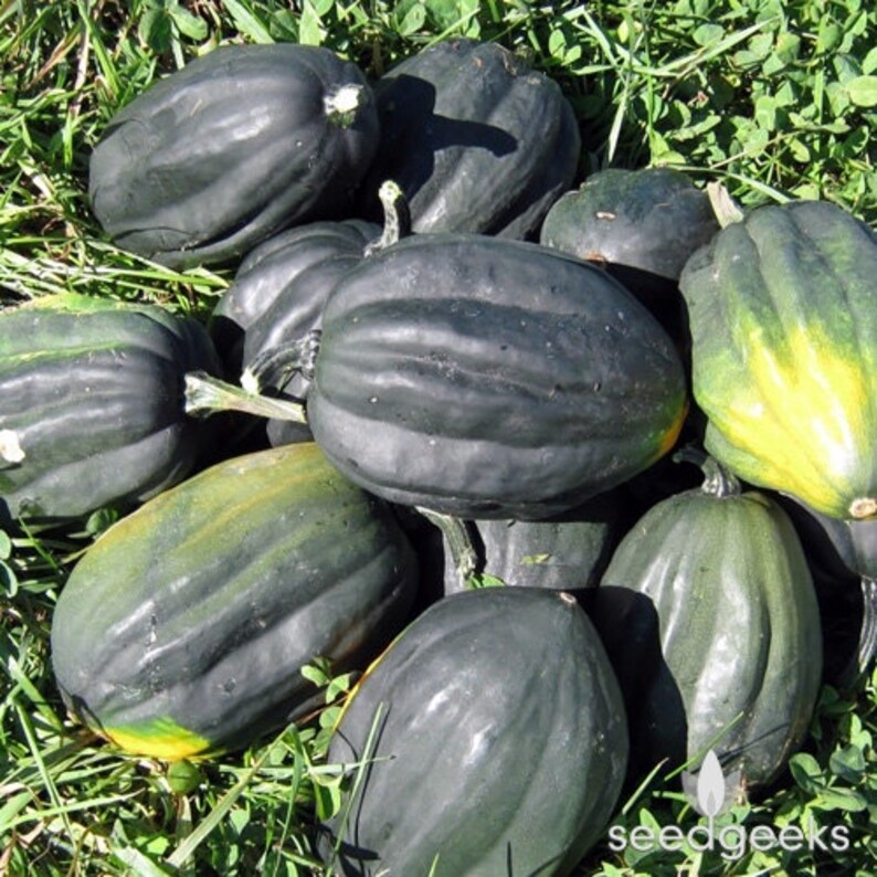 Table Queen Acorn Winter Squash Heirloom Seeds | Etsy