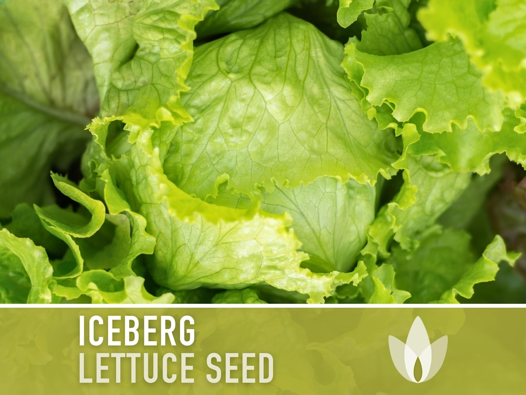 Iceberg Lettuce Heirloom Seeds - Slow Bolt, Heat Tolerant, Head Lettuce ...