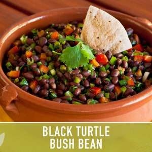 Black Turtle Bush Bean Seeds - Heirloom Seeds, Bush Bean, High Yield ...