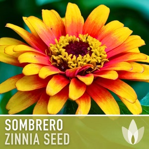 Zinnia, Sombrero Flower Seeds - Heirloom Seeds, Festive Bicolor Blooms ...