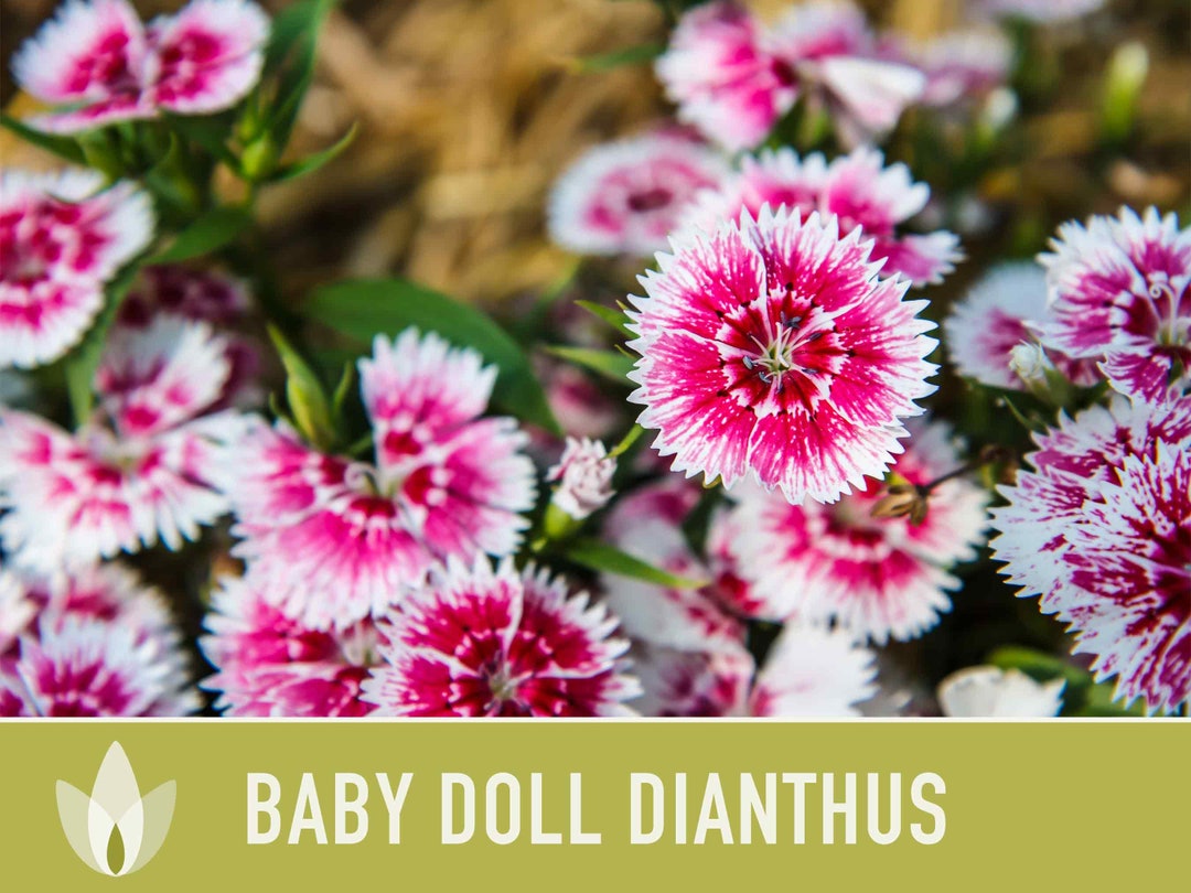 Baby Doll Dianthus Flower Seeds Heirloom Seeds, Dianthus Mix, Chinese ...