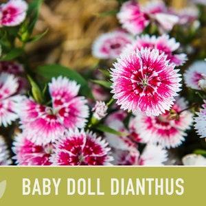 Baby Doll Dianthus Flower Seeds Heirloom Seeds, Chinese Pinks, Edible ...