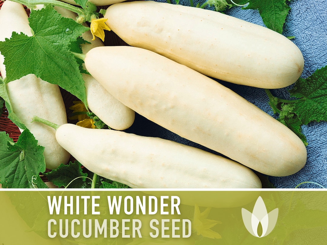 White Wonder Cucumber Seeds - Heirloom, Organic, Non-gmo, White ...