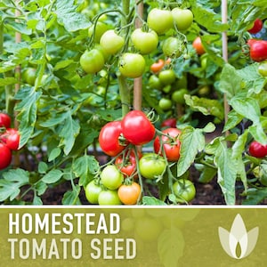 Homestead Improved Tomato Seeds – Heirloom, Heat Tolerant, Non-gmo - Etsy