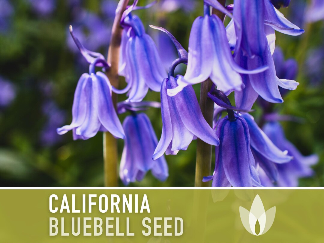 California Bluebell Flower Seeds - Desert Native, Rock Garden - Etsy