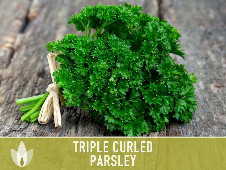 Triple Curled Parsley Herb Heirloom Seeds Moss Curled - Etsy