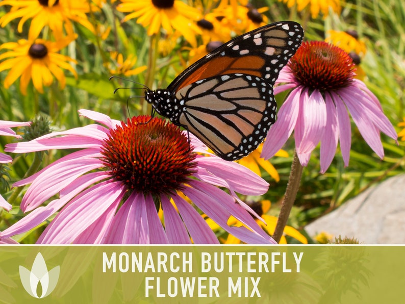 Monarch Butterfly Mix Flower Seeds Heirloom Native Flower - Etsy