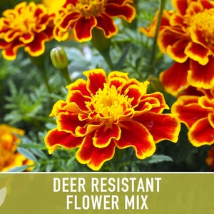 BULK - 1lb - Deer Resistant Wildflower Seed Mix - Seed Packets ...