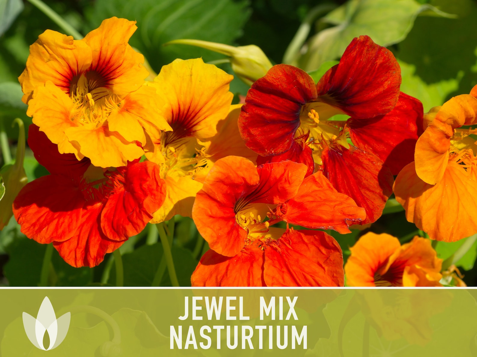 Nasturtium Jewel Mix Dwarf Heirloom Flower Seeds - Etsy