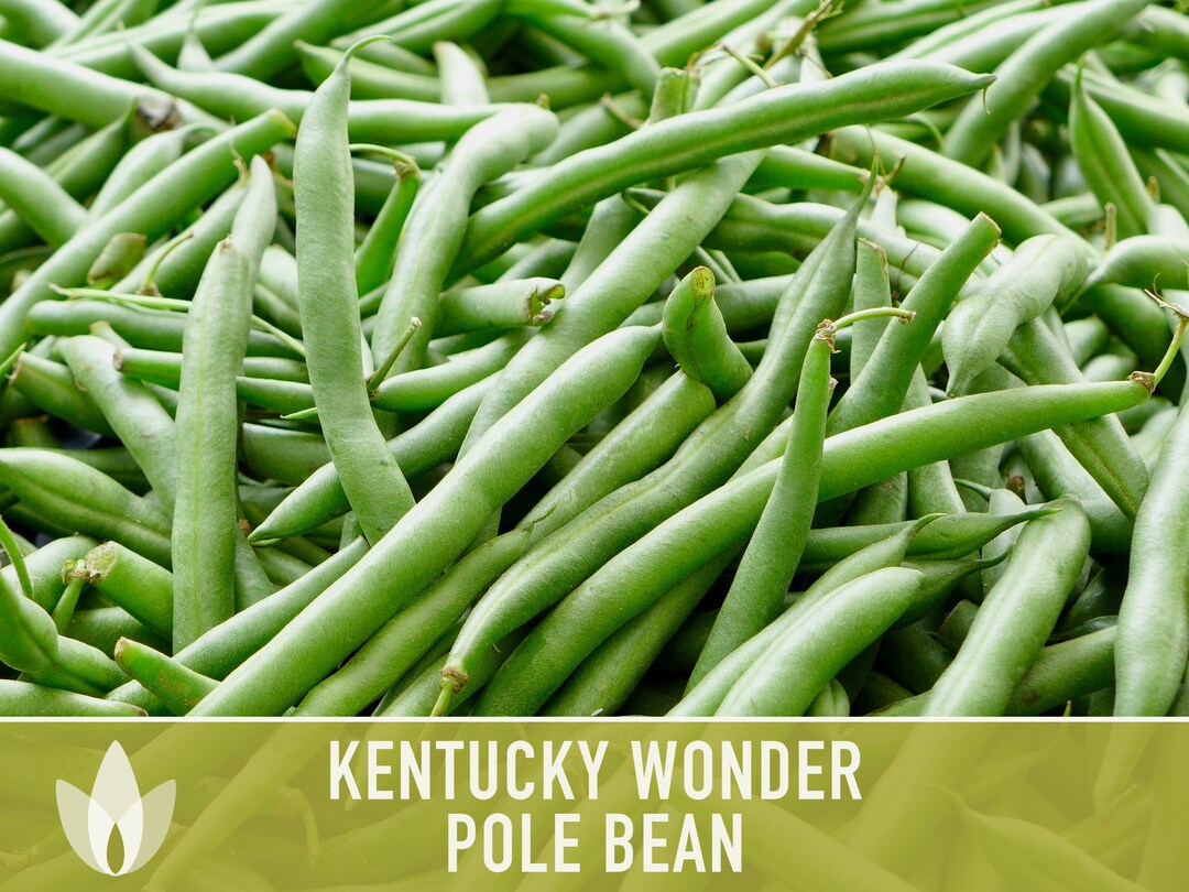 Kentucky Wonder Pole Bean Heirloom Seeds Green Beans Bean - Etsy