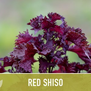 Red Shiso Herb Seeds - Heirloom Asian Cuisine, Medicinal Herb - Etsy