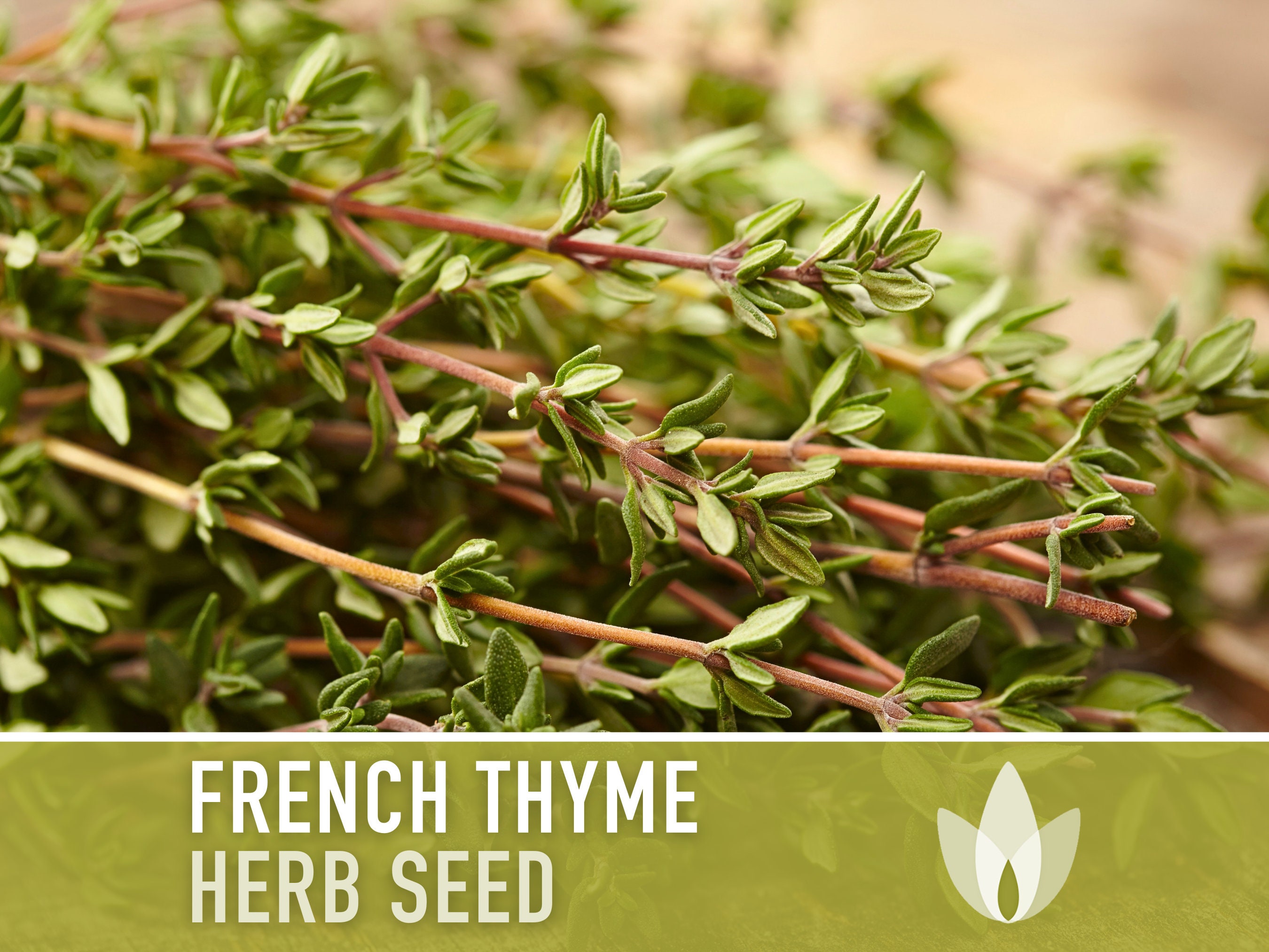 Thyme Seeds