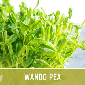 Wando Garden Pea Heirloom Seeds - Etsy
