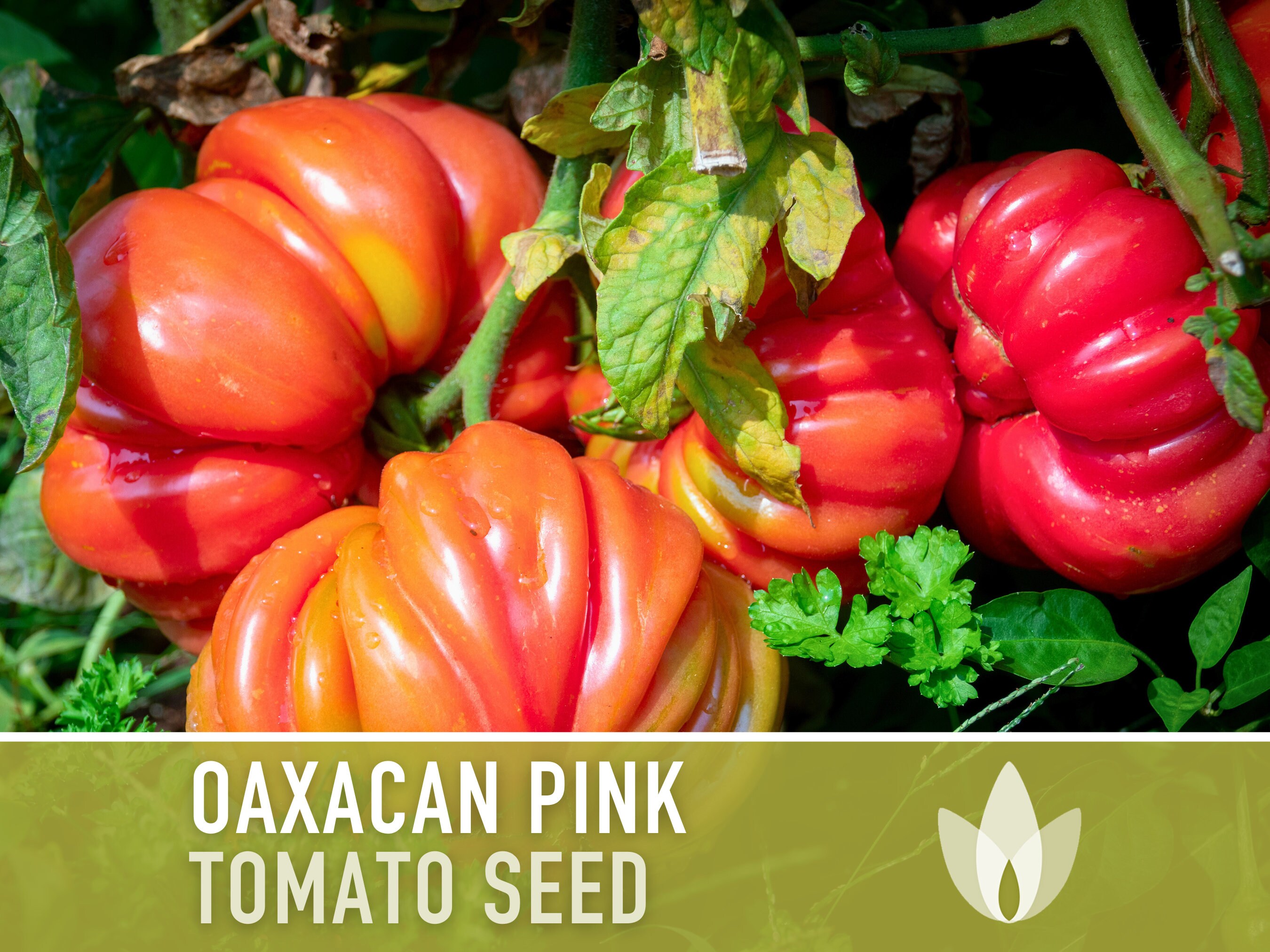Oaxacan Pink Tomato Seeds - Heirloom, Non-gmo - Etsy