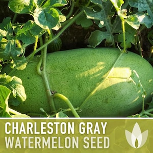 Charleston Gray Watermelon Seeds - Heirloom Seeds, Red Flesh, 20-40lb ...
