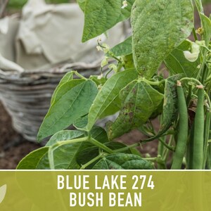 Blue Lake 274 Bush Bean Seeds – Heirloom, Non-gmo, Early Yield - Etsy