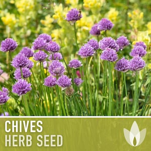 Chives Heirloom Herb Seeds - Etsy