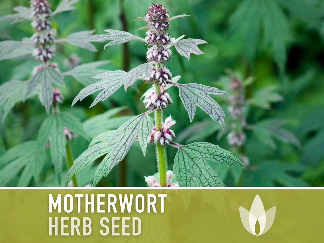Motherwort Herb Seeds - Heirloom, Medicinal, Ornamental, Non-gmo - Etsy