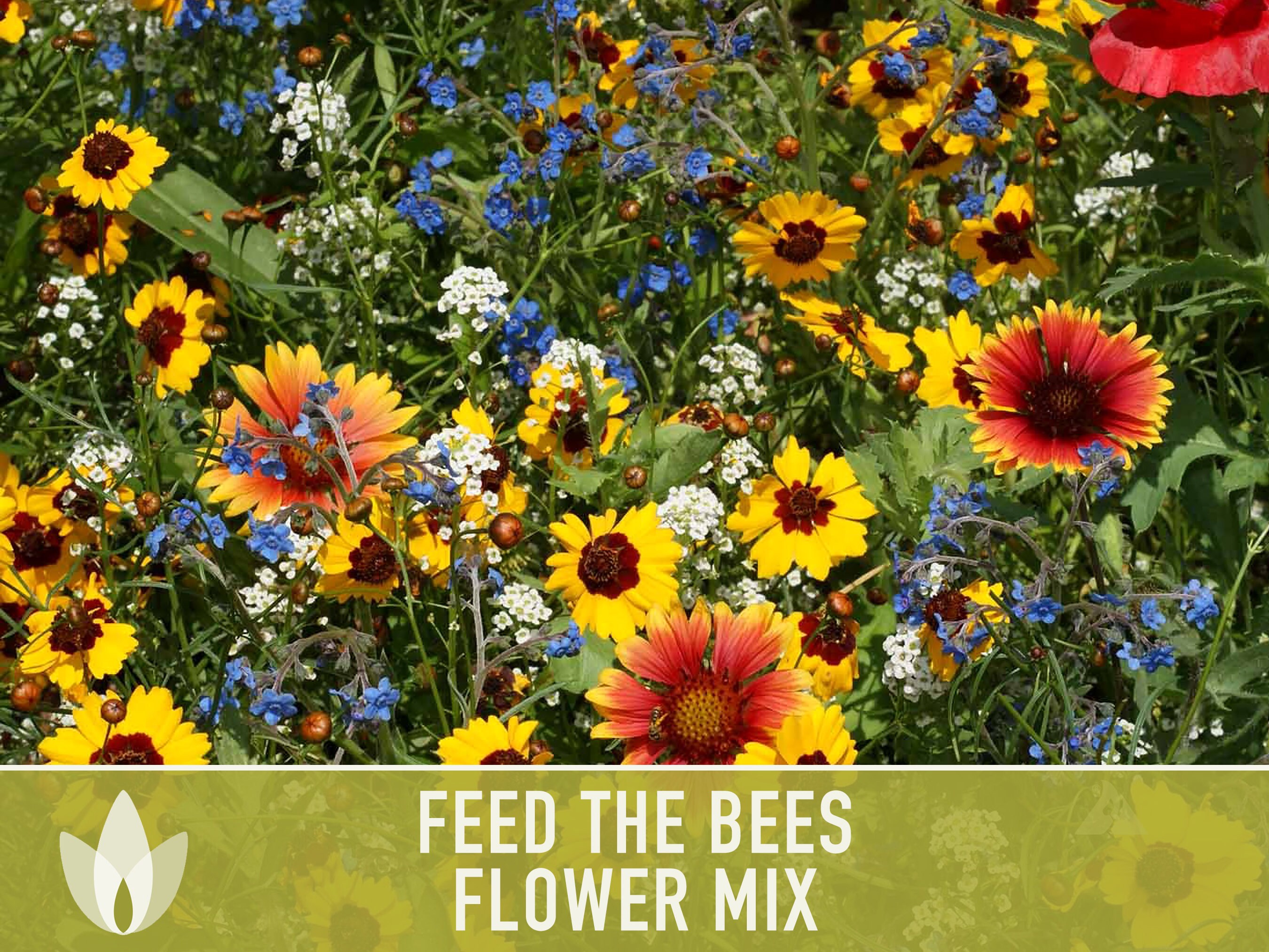 Feed the Bees Mix Heirloom Seeds, Flower Seeds, Wildflower - Etsy