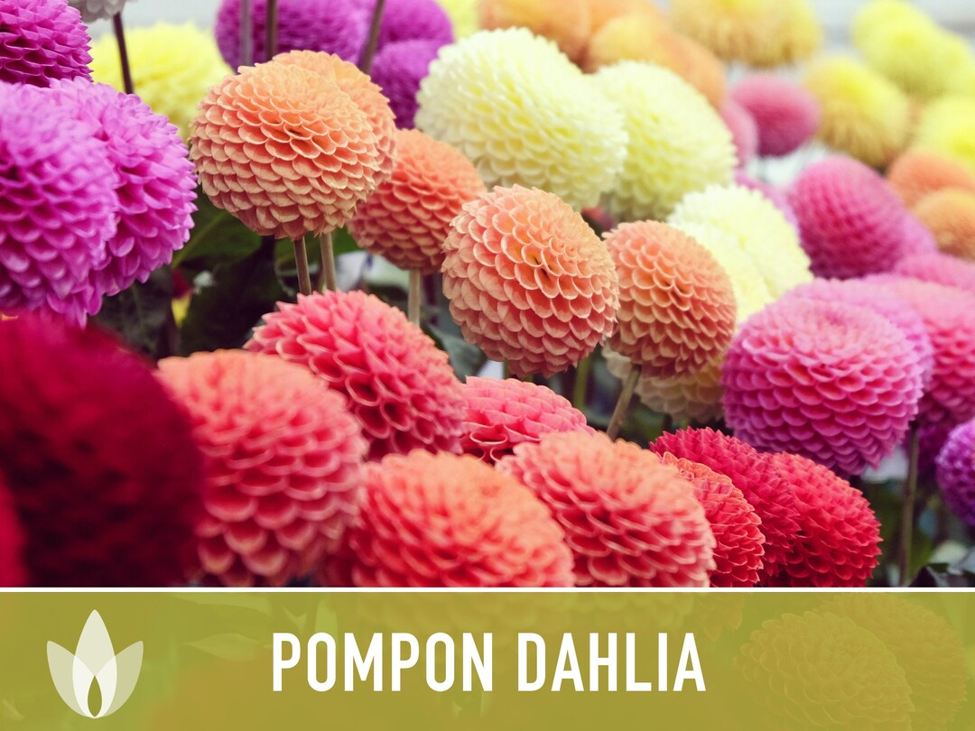 Dahlia Pompon Flower Seeds Heirloom Seeds Dahlia Flower - Etsy