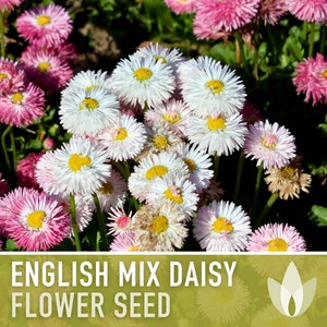 English Daisy Mix Flower Seeds - Heirloom, Cut Flowers, Early Blooms ...