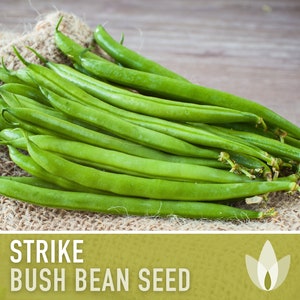 Strike Bush Bean Seeds - Heirloom Seeds, Stringless, Reliable, Heavy ...