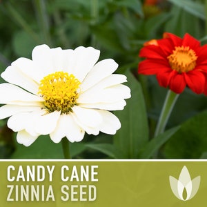 Zinnia, Candy Cane Mix Flower Seeds - Heirloom Seeds, Festive Red ...