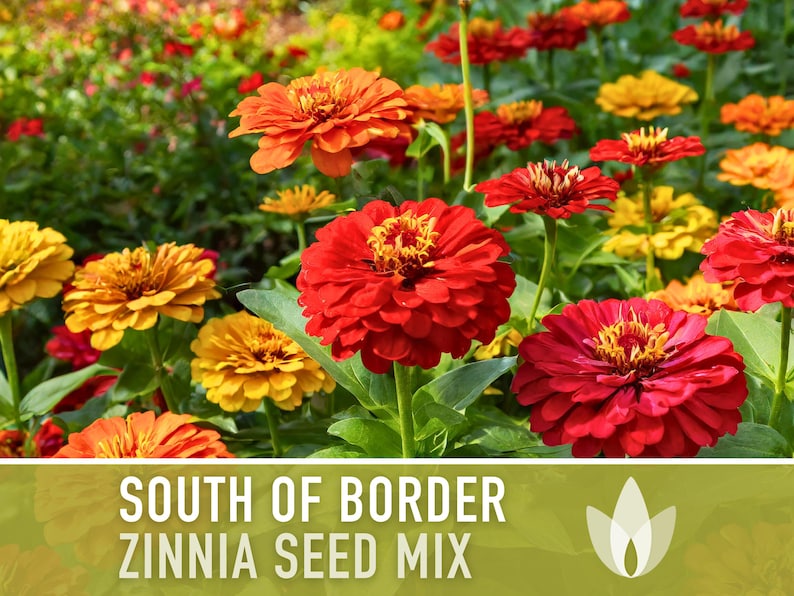 South of the Border Zinnia Seeds, Vibrant Flower Mix - Etsy