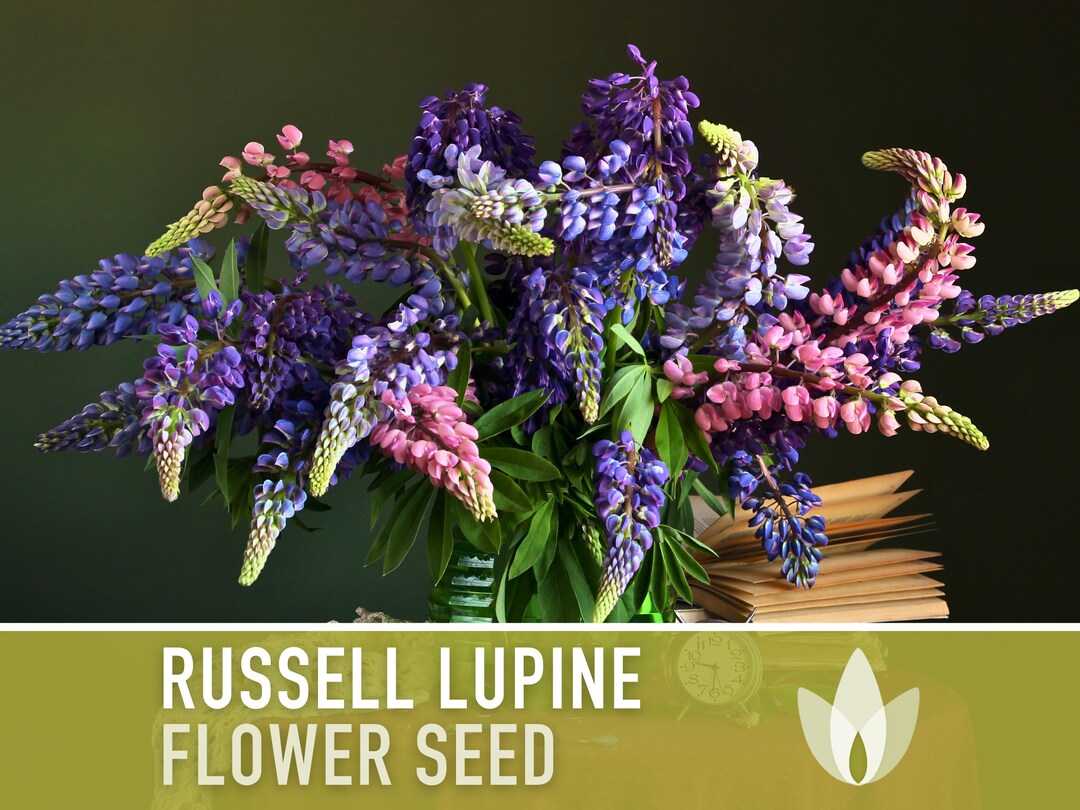Lupine, Russell Flower Seeds - Heirloom Seeds, Showy Blooms, Pollinator ...