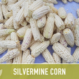 Silvermine White Dent Corn Seeds - Heirloom Seeds, Early Boone County ...