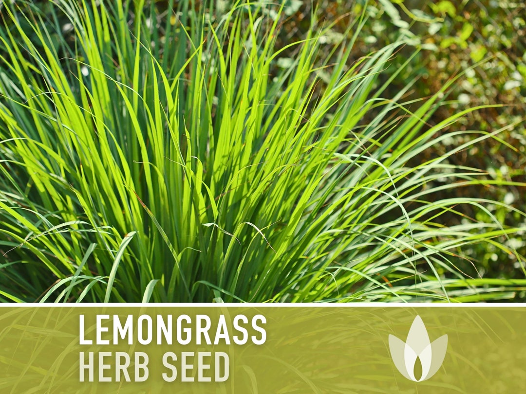 Lemongrass Herb Seeds - Heirloom Seeds, Culinary Herb, Medicinal Herb ...
