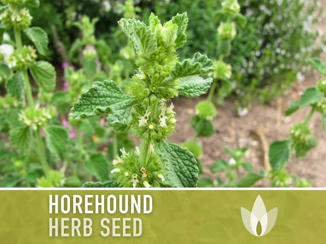 Horehound Medicinal Herb Seeds - Seed of Horus, Houndsbane, Heirloom ...