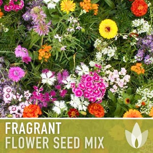 Fragrant Flower Seed Mix - Easy to Grow, Sensory Garden, Aromatic ...