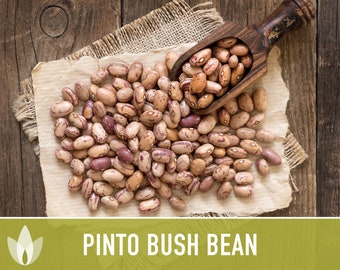 Pinto Shell Bean Seeds Heirloom NON GMO Country Creek Acres - Etsy
