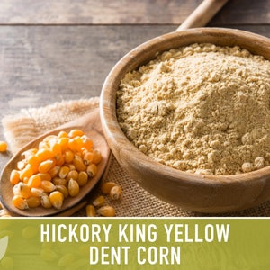 Hickory King Yellow Corn Heirloom Seeds - Dent Corn, Sweet Corn ...