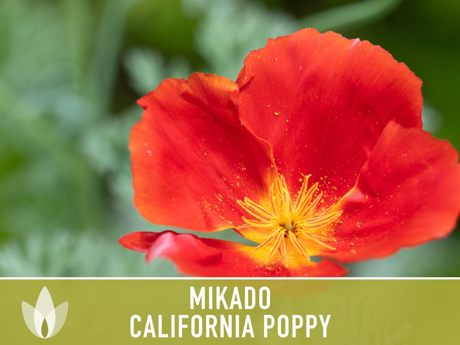 Mikado California Poppy Heirloom Seeds Flower Seeds Cool - Etsy