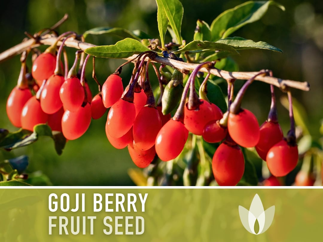 Goji Berry (chinese Wolfberry) Seeds - Heirloom Seeds, Traditional ...