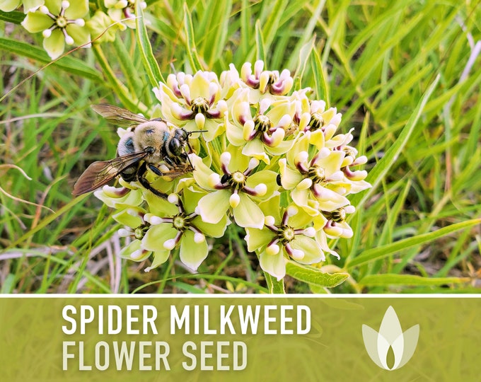 Spider Milkweed asclepias Viridis Packet of 12 Seeds With FREE Shipping ...