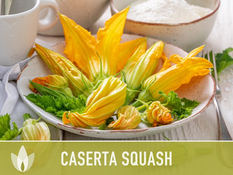 Caserta Summer Squash Seeds – Heirloom, Non-gmo - Etsy