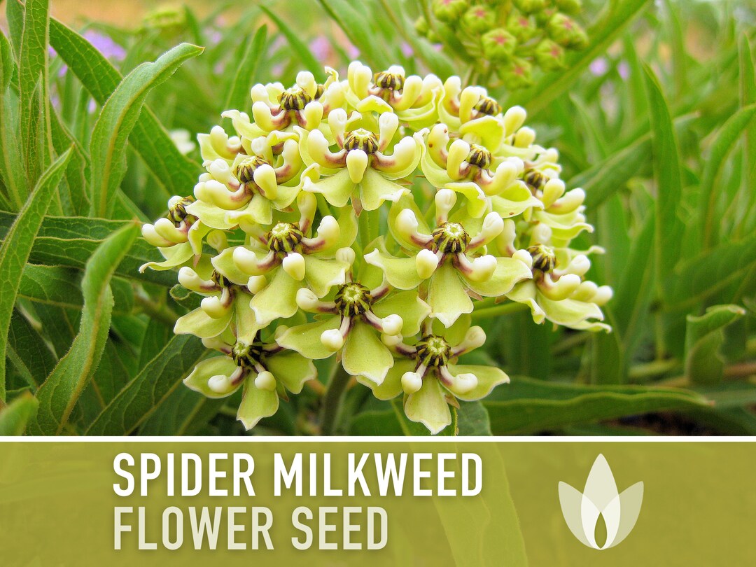 Spider Milkweed Seeds – Asclepias Viridis, Monarch Butterfly Habitat - Etsy
