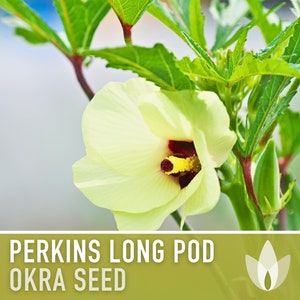 Perkins Long Pod Okra Seeds - Heirloom, Non-gmo - Etsy