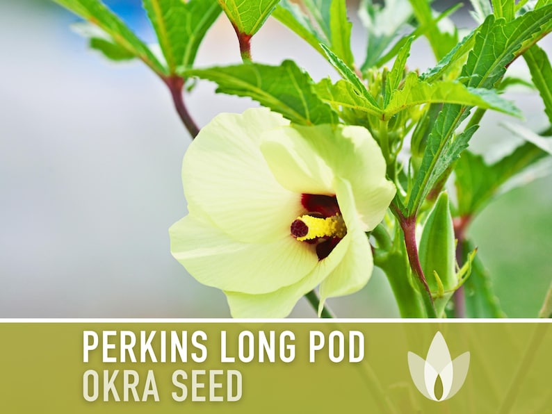 Perkins Long Pod Okra Seeds - Heirloom, Non-gmo - Etsy