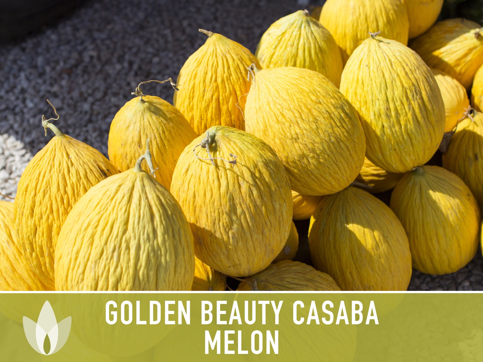 Golden Beauty Casaba Melon Seeds Heirloom Seeds White - Etsy