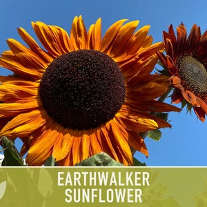 Earthwalker Sunflower Seeds - Heirloom Seeds, Seed Packets, Flower ...