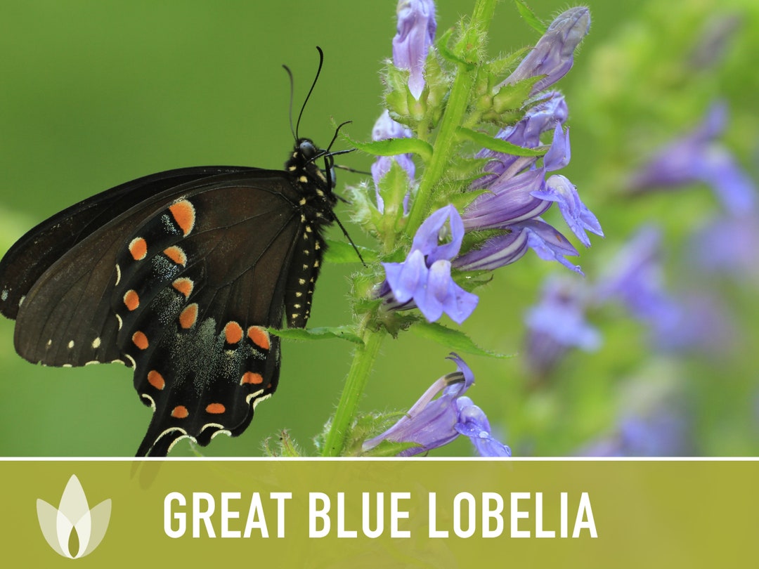 Great Blue Lobelia Seeds Heirloom Seeds, Wildflower Seeds, Native Seeds ...
