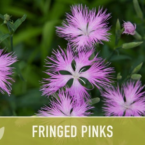 Fringed Pinks Dianthus Flower Seeds Heirloom Seeds, Pollinator Garden ...