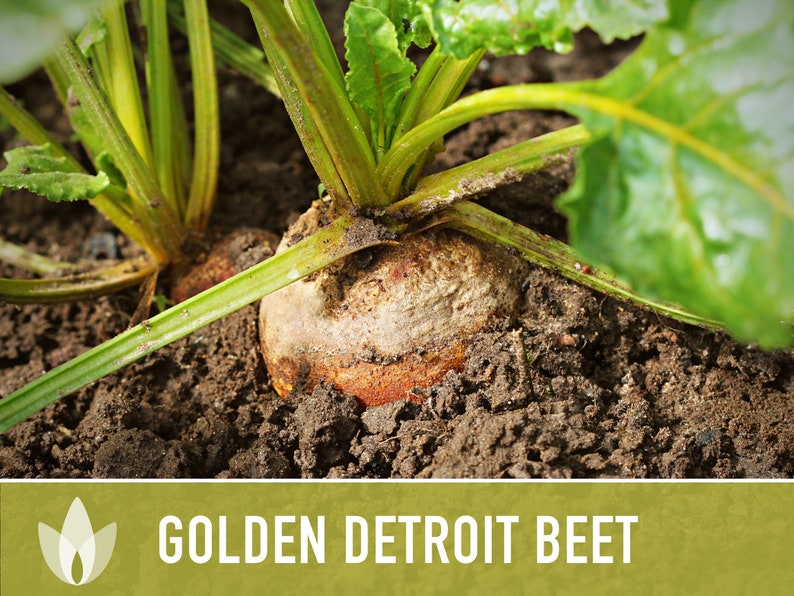 Golden Detroit Beet Heirloom Seeds - Etsy