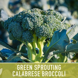 Green Sprouting Calabrese Broccoli Seeds - Heirloom, Organic, Non-gmo ...